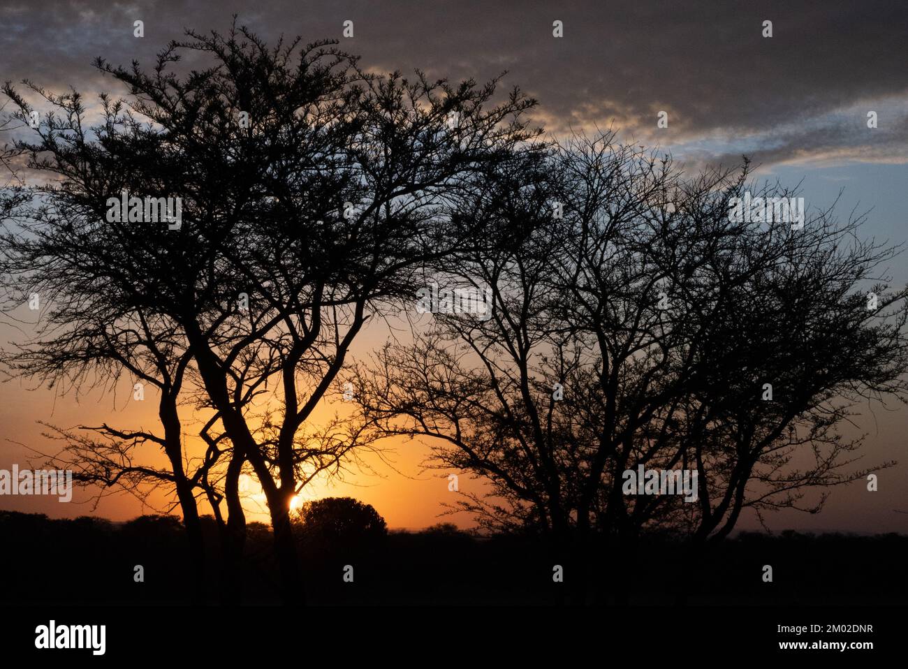 African acacia tree sunset serengeti hi-res stock photography and ...