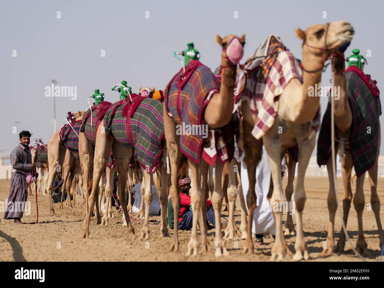 Camel racing handlers train camels on the racetrack in Al Shahaniya ...