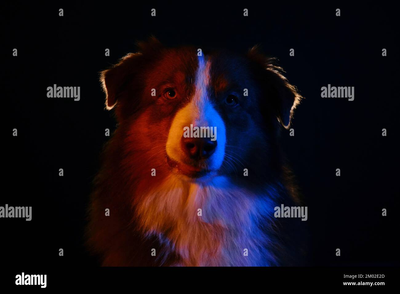 Animal life pets love concept. Australian Shepherd dog on dark ...