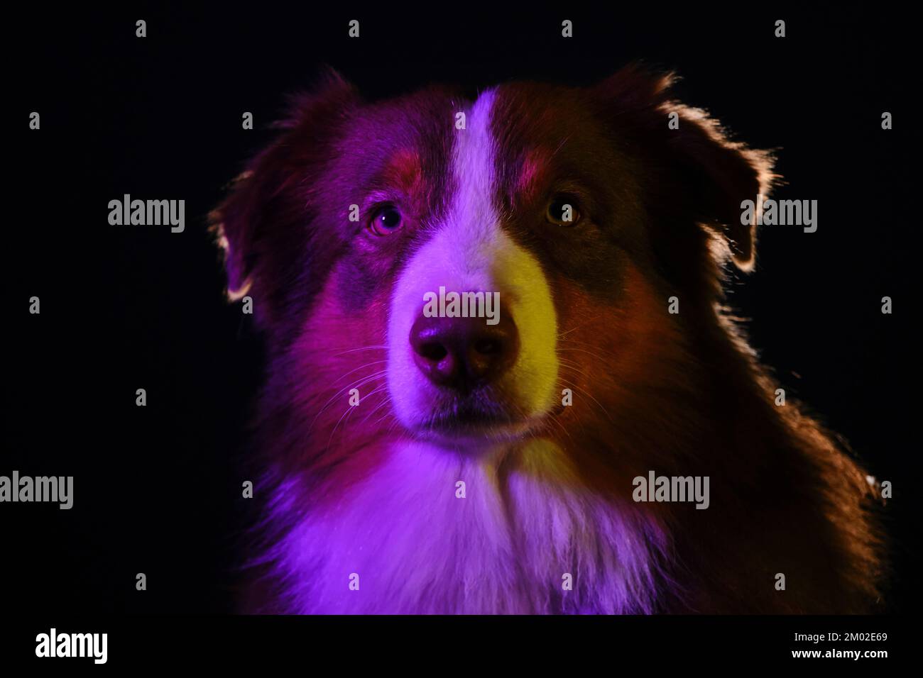 Animal life pets love concept. Happy Australian Shepherd on black ...