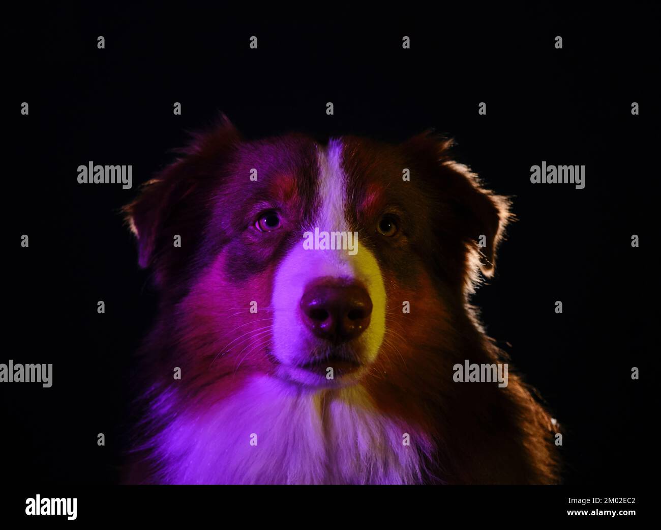 Animal life pets love concept. Happy Australian Shepherd on black ...