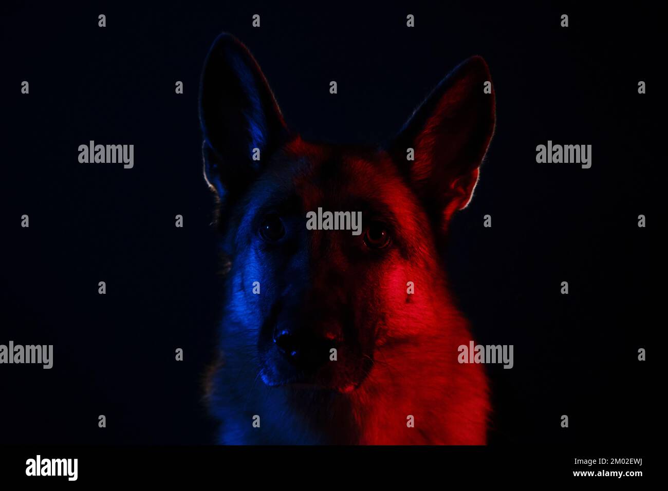German Shepherd on black background with neon gradient bluered ...
