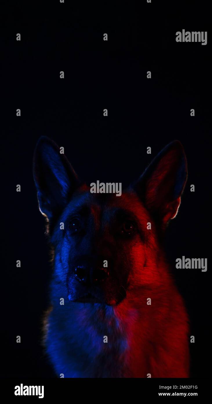 German Shepherd on black background with neon gradient blue red ...