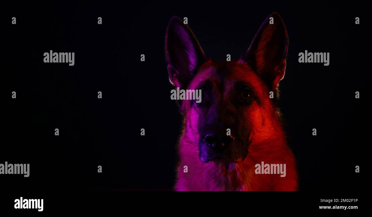 Horizontal banner face young hi-res stock photography and images - Alamy