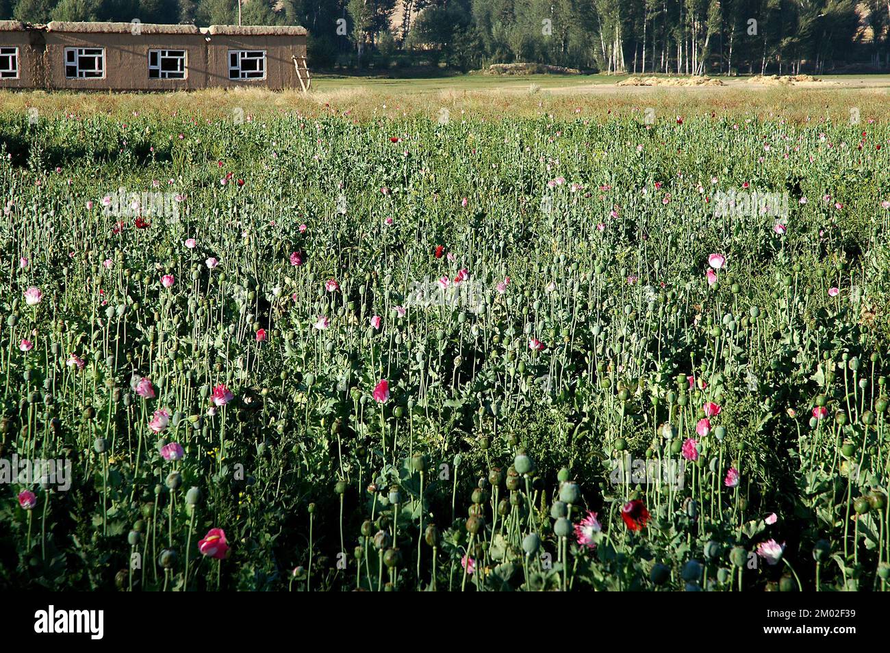 Dowlat Yar, Ghor Province in Afghanistan. Poppy fields near the town of ...