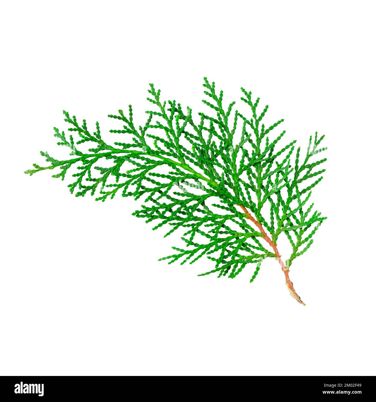 Juniper branch isolated on white background. Coniferous trees, winter ...