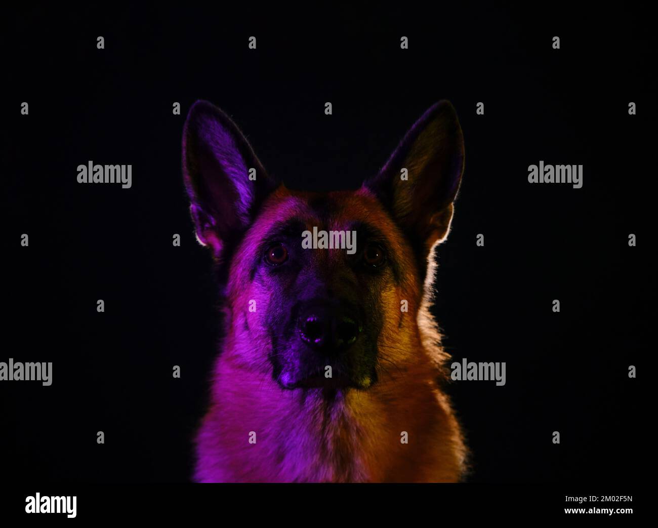 Animal life pets love concept. German Shepherd on black background with ...