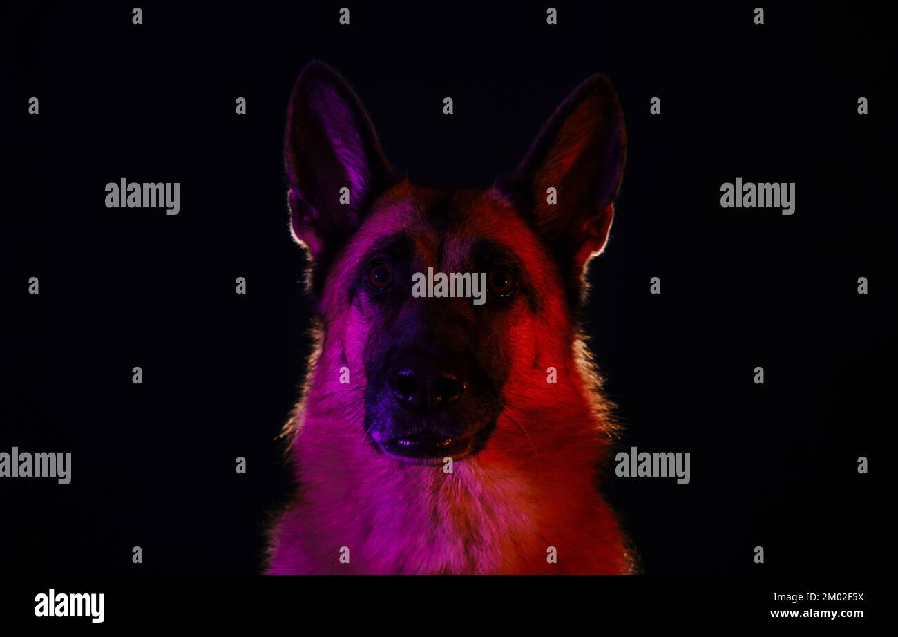 Animal life pets love concept. German Shepherd on black background with ...