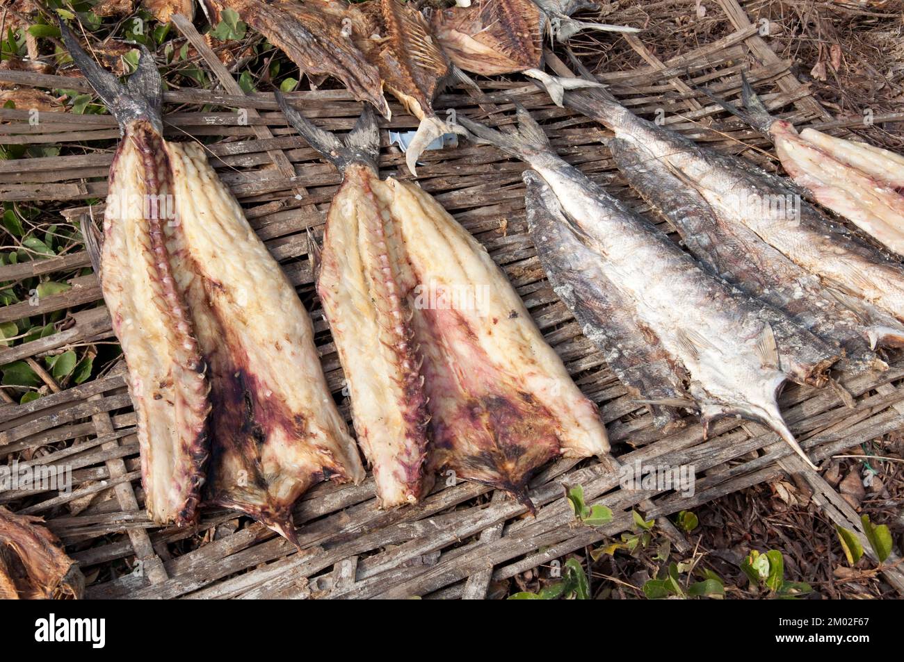 Drying fish in the sun, Island of Joao Viera, Guinea Bissau Stock Photo ...