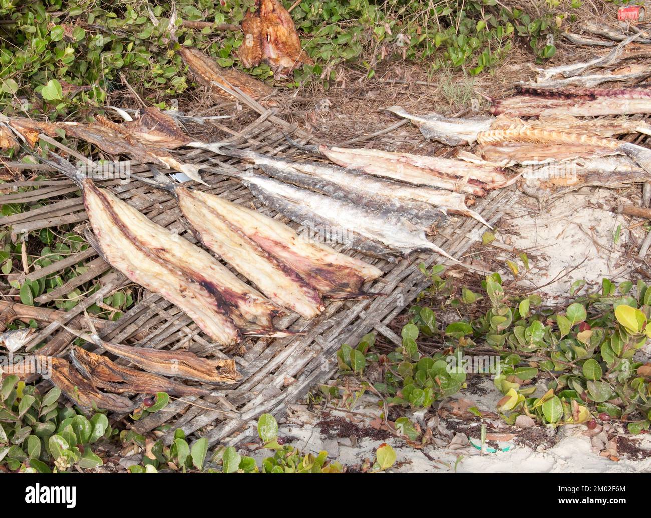 Drying fish in the sun, Island of Joao Viera, Guinea Bissau Stock Photo ...