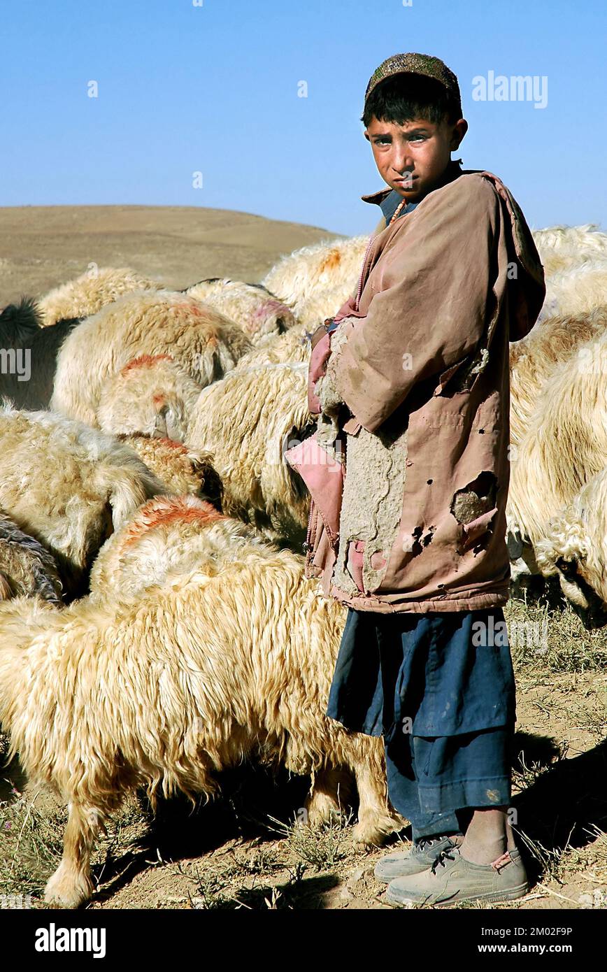 Chaghcharan, Ghor Province / Afghanistan: A young shepherd tends his ...