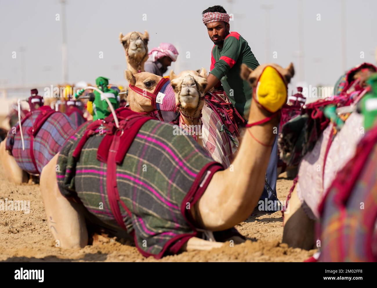Camel racing handlers train camels on the racetrack in Al Shahaniya ...