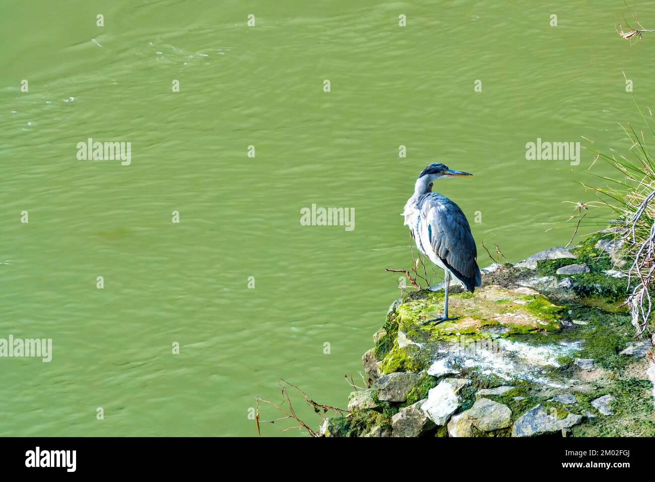 Grey heron (Ardea cinerea) on the banks of the river Tiber, Rome, Italy ...