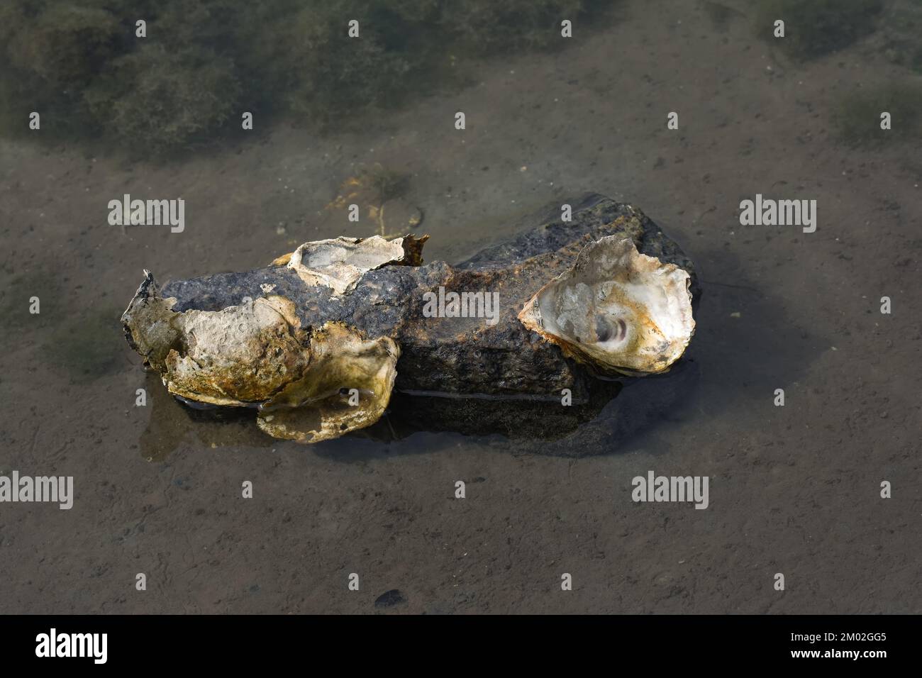 oyster (Magallana gigas) shells on a stone at North Sea,North Frisia ...