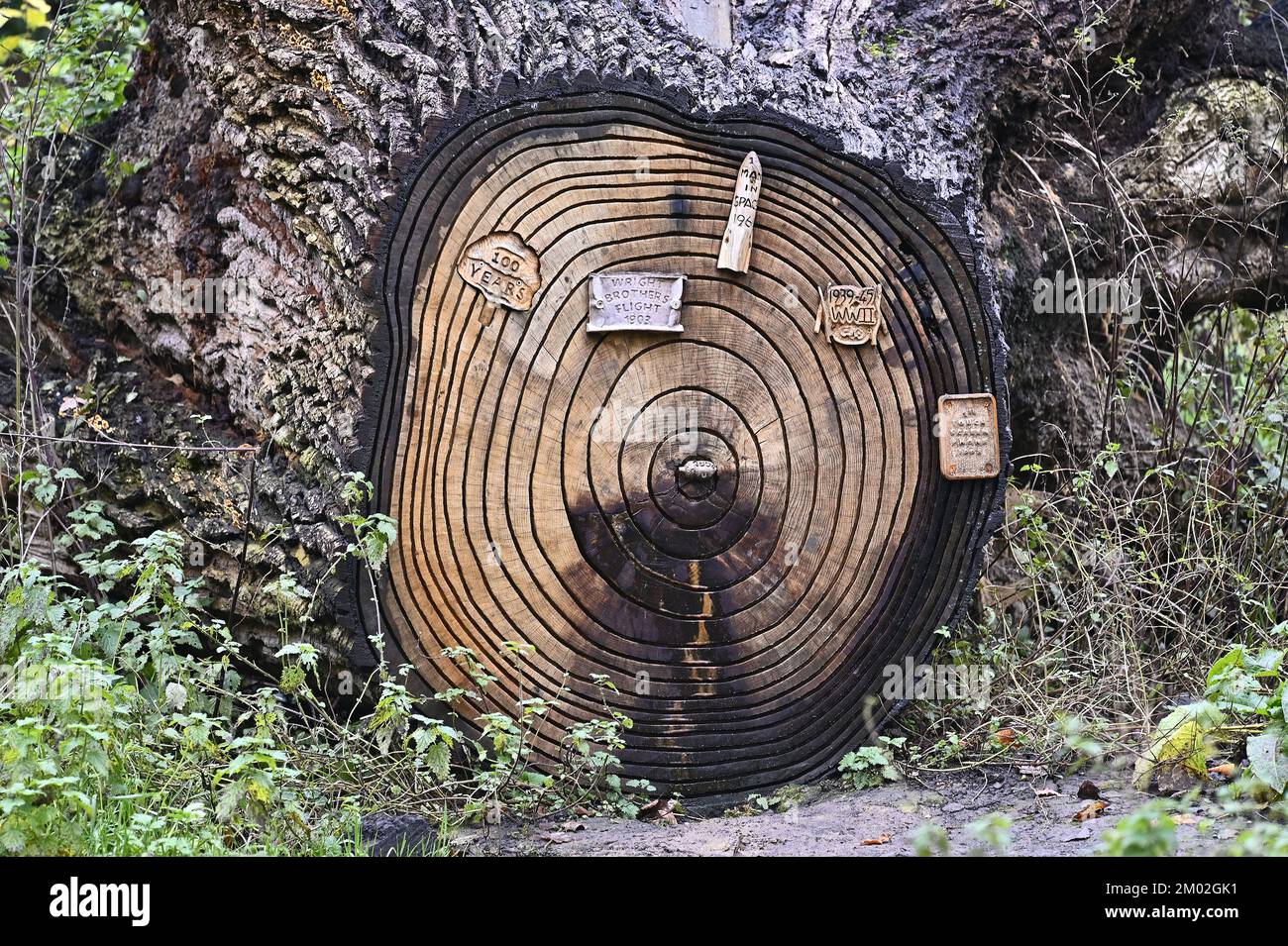 A fallen tree stump has has it's rings highlighted and some relevant ...