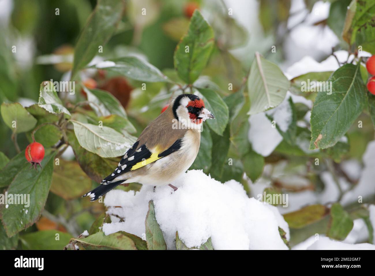 European goldfinch Carduelis carduelis on Broad-leaved Cockspur Thorn ...
