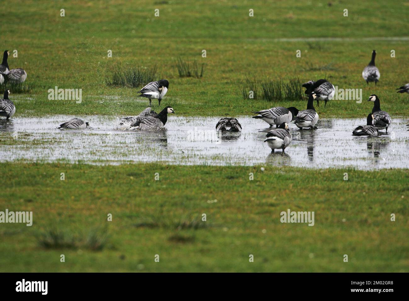 Rspb loch gruinart reserve hi-res stock photography and images - Alamy