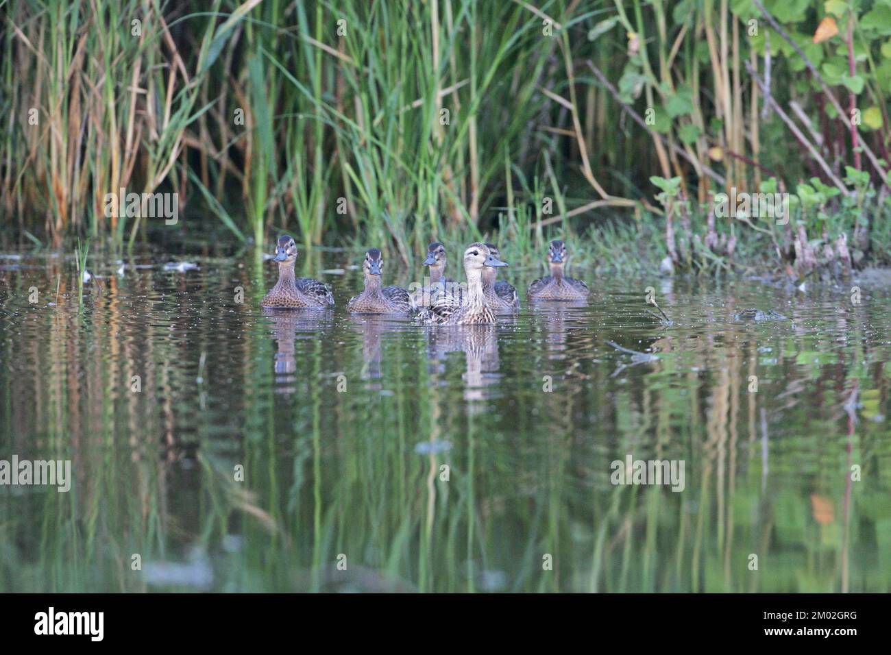 Garganey Anas querquerdula female with ducklings in pool near ...
