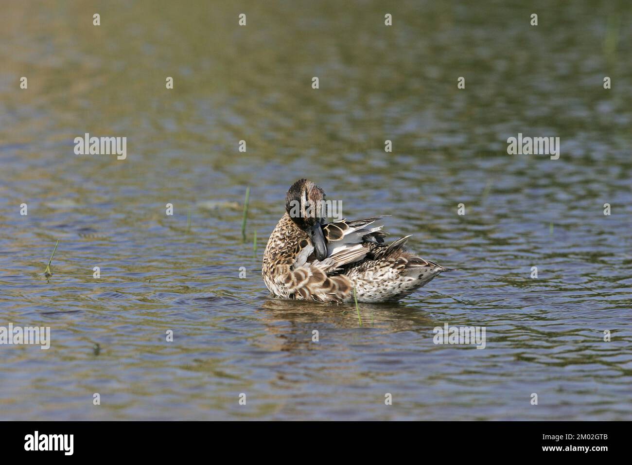 Garganey Anas querquerdula adult male in eclipse plumage bathing in ...