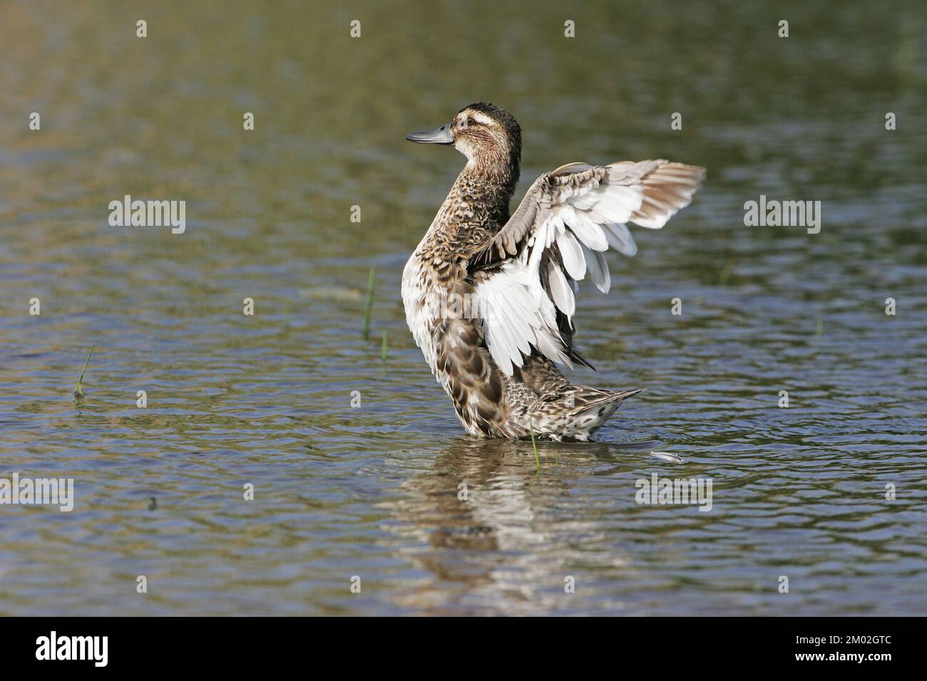 Garganey Anas querquerdula adult male in eclipse plumage bathing in ...