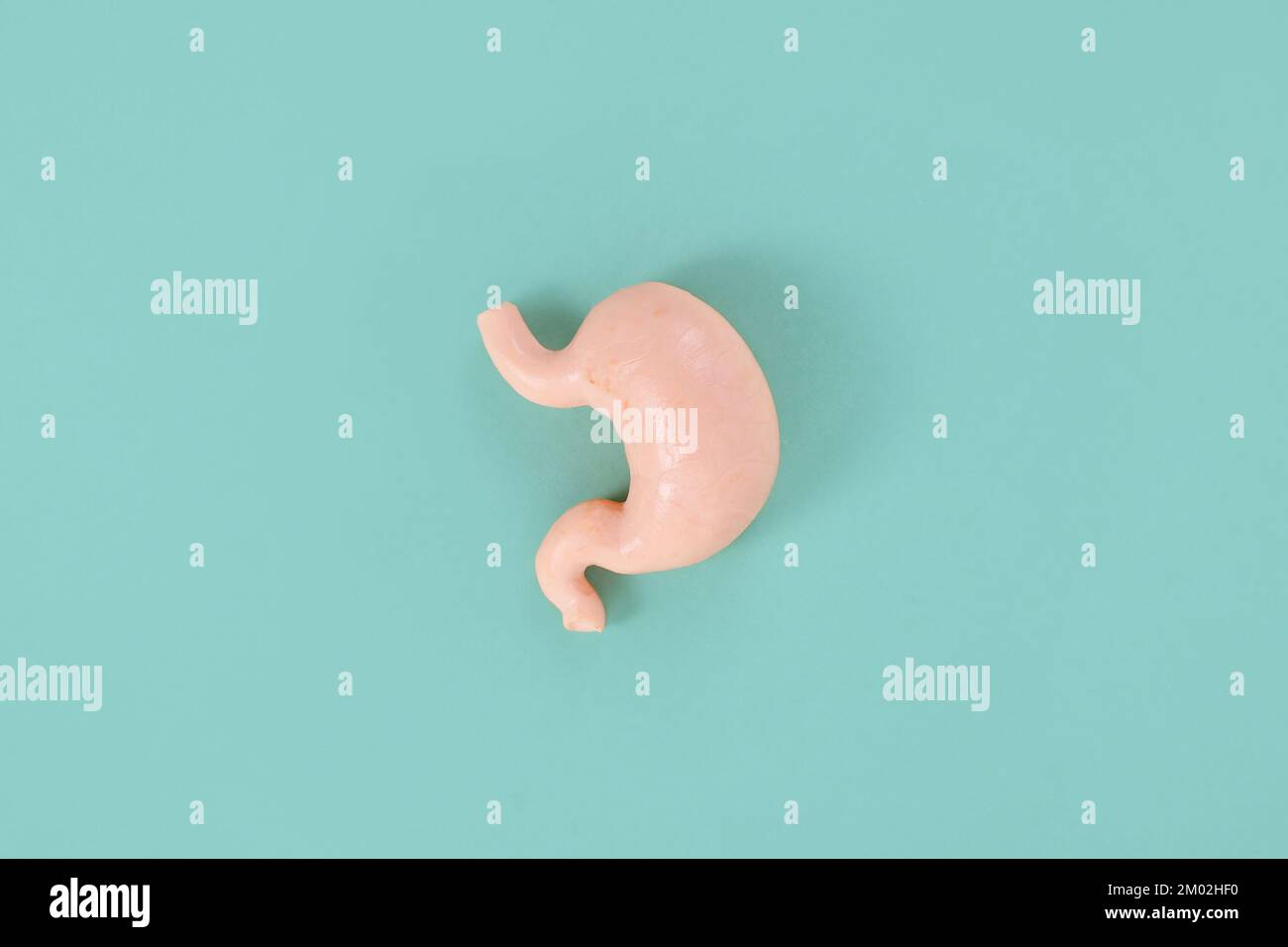 Single stomach organ model on blue background Stock Photo - Alamy