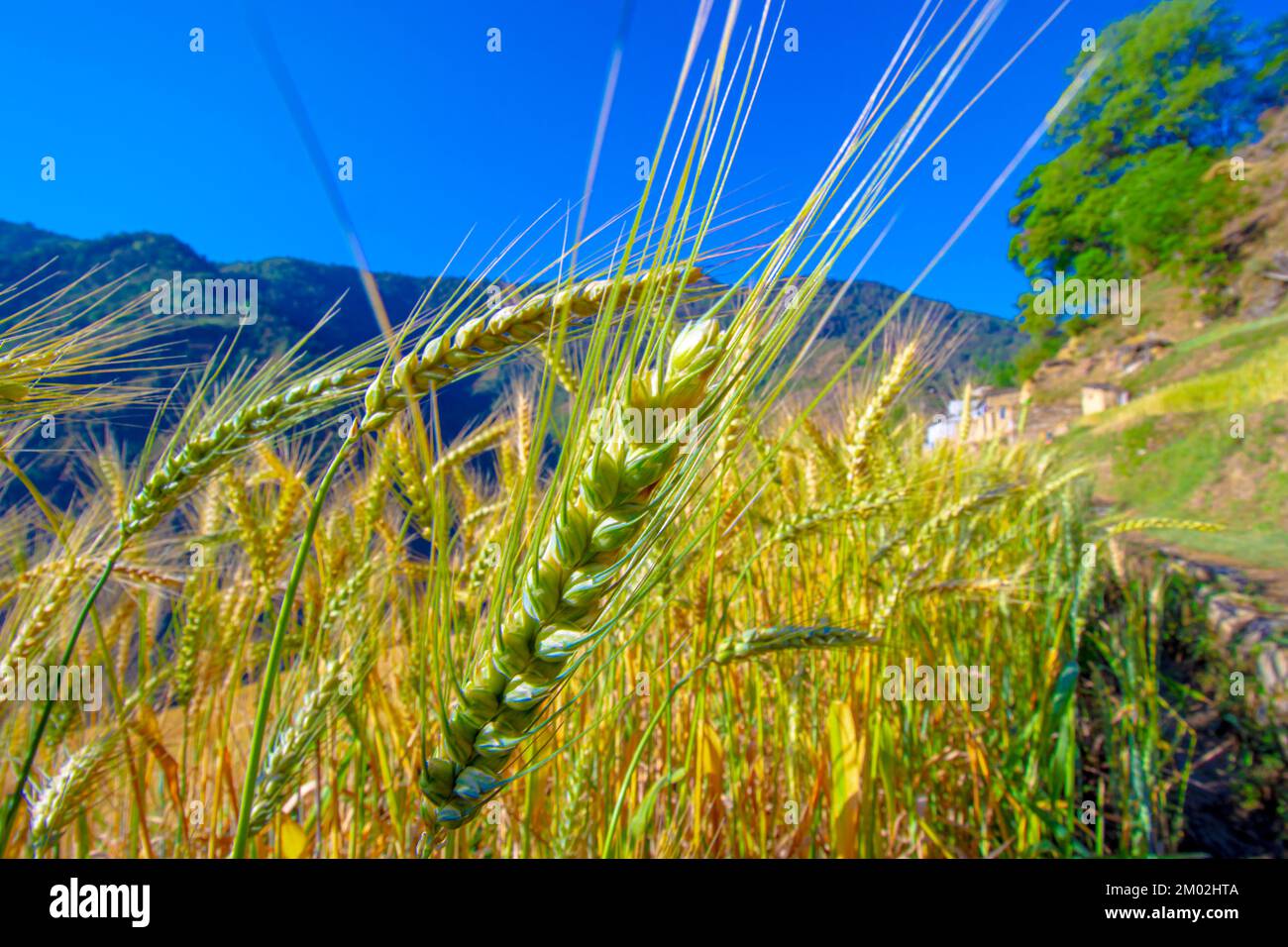 Beautiful wheat field Golden Ripe and Green Wheat Organic Wheat Rice ...