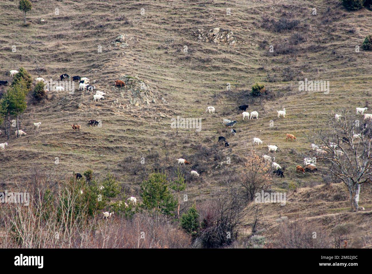 landscapes near Bansko, Mesta river, sheep flock on Pirin mountain ...