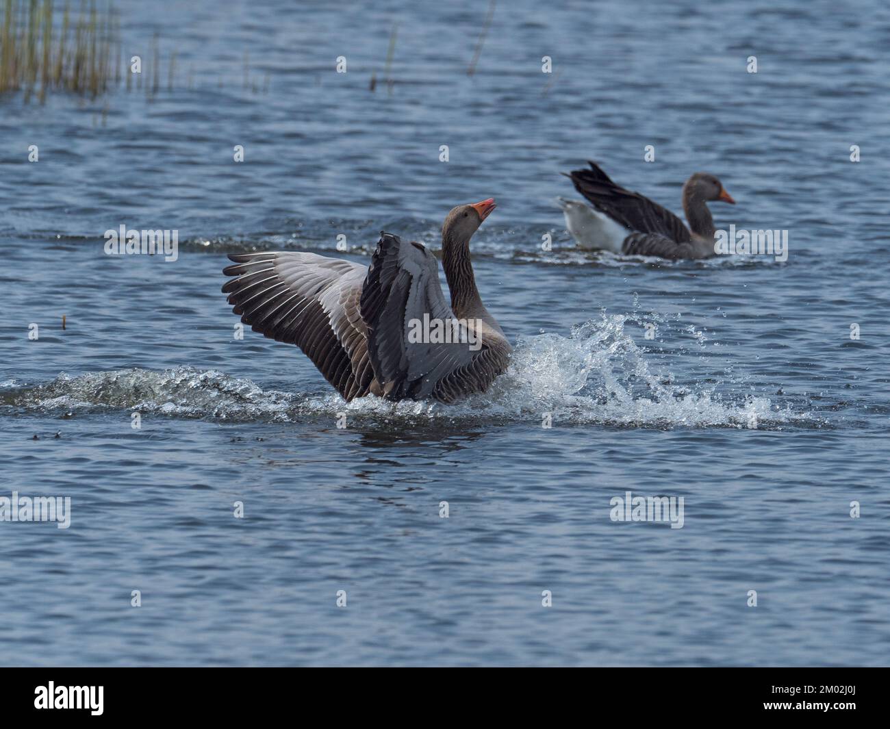 Greylag goose Anser anser pair landing after being chased off by a Mute ...