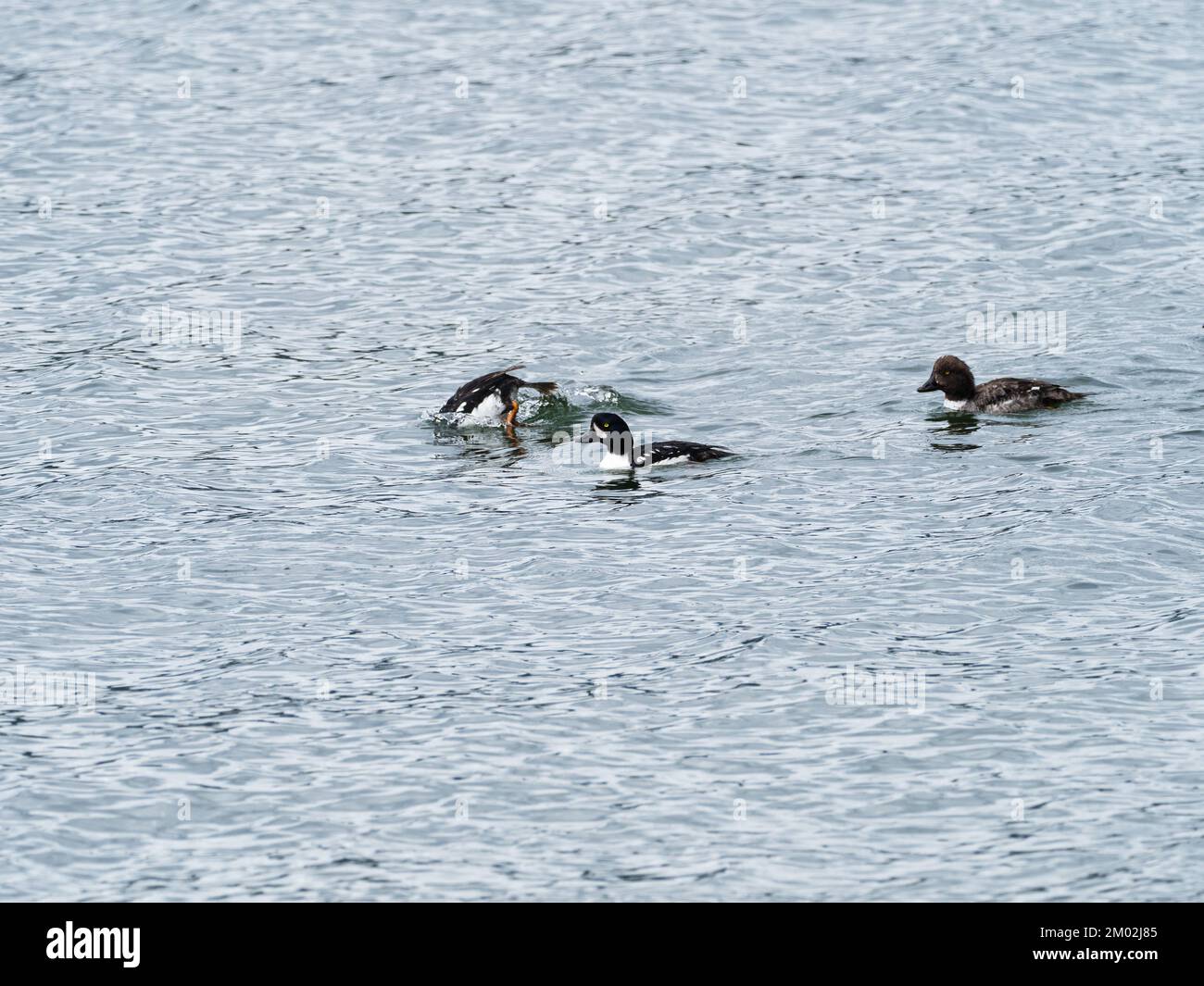 Barrow's goldeneye Bucephala islandica two males and a female at Gull ...