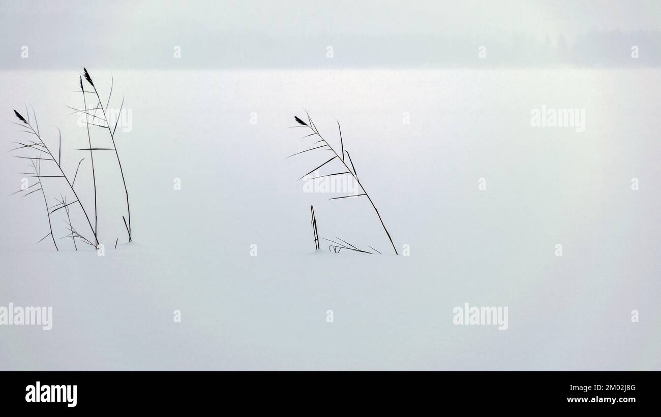 gray foggy winter landscape, falling snow blurred background ...