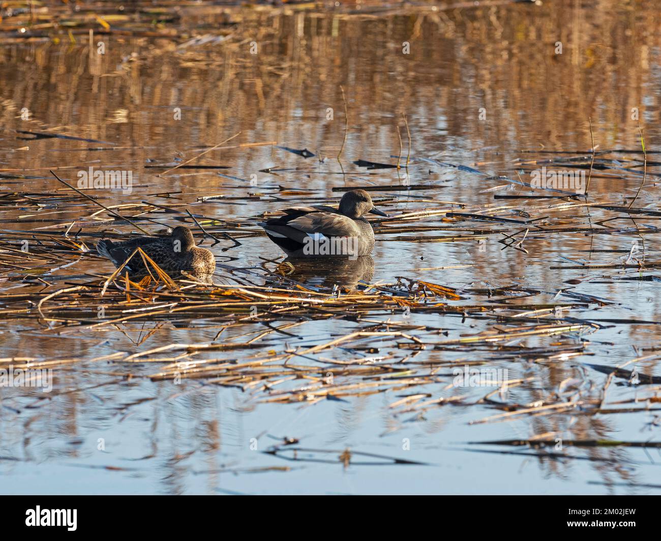 Resting on floating cut reeds hi-res stock photography and images - Alamy