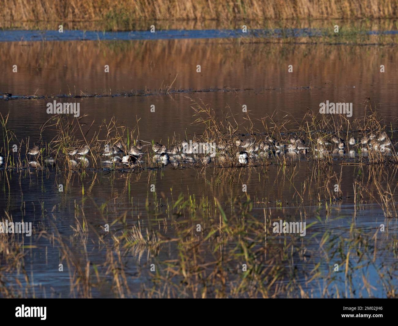 Black-tailed godwit Limosa limosa group resting in a shallow pool, Ham ...