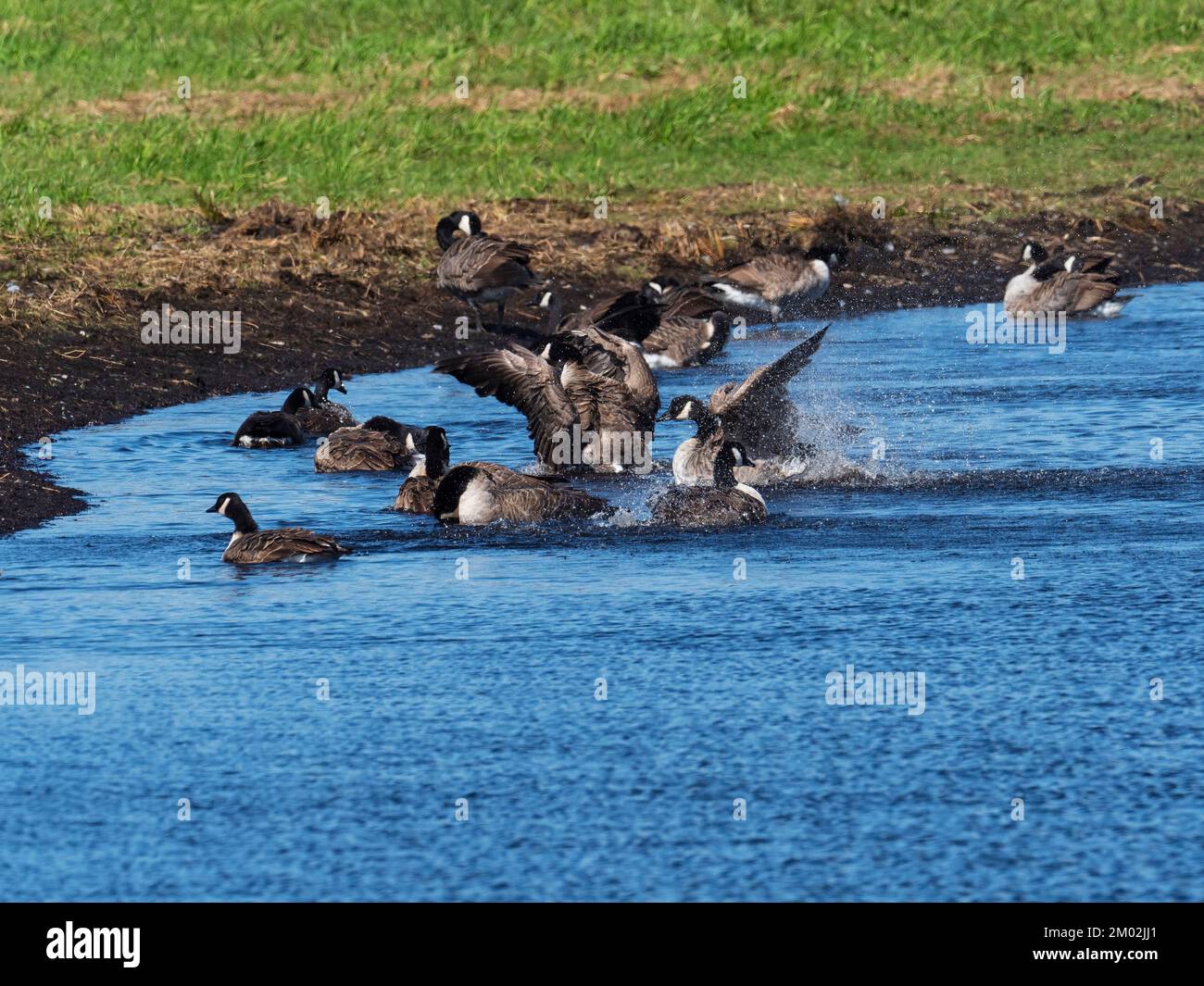 Canada goose Branta canadensis group bathing in the new scrape in front ...
