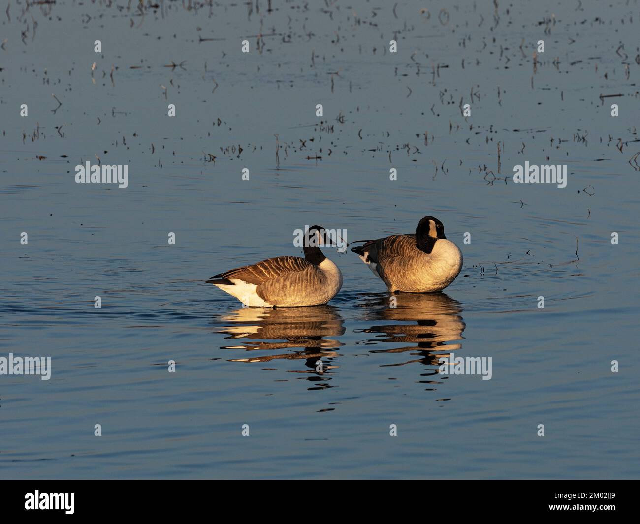 Canada goose Branta canadensis sleeping in a pool, from Avalon Hide ...