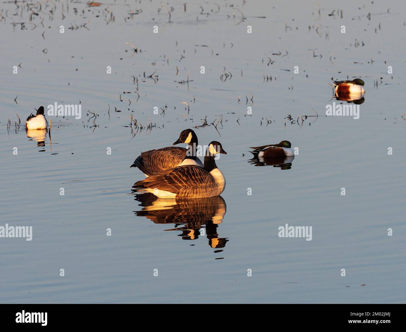 Canada goose Branta canadensis resting in a pool with sleeping Northern ...