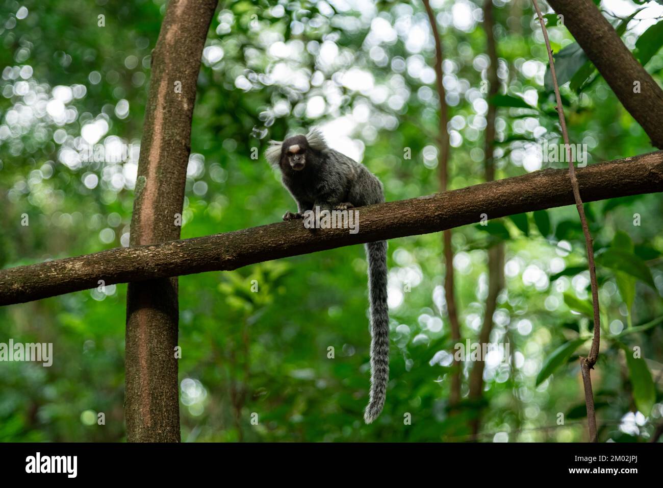 Cute marmoset hi-res stock photography and images - Alamy