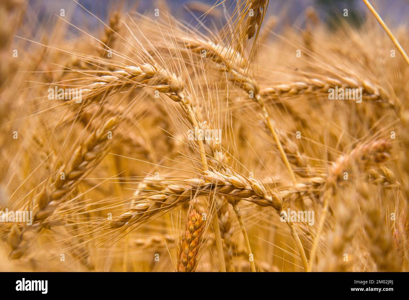 Beautiful wheat field Golden Ripe and Green Wheat Organic Wheat Rice ...