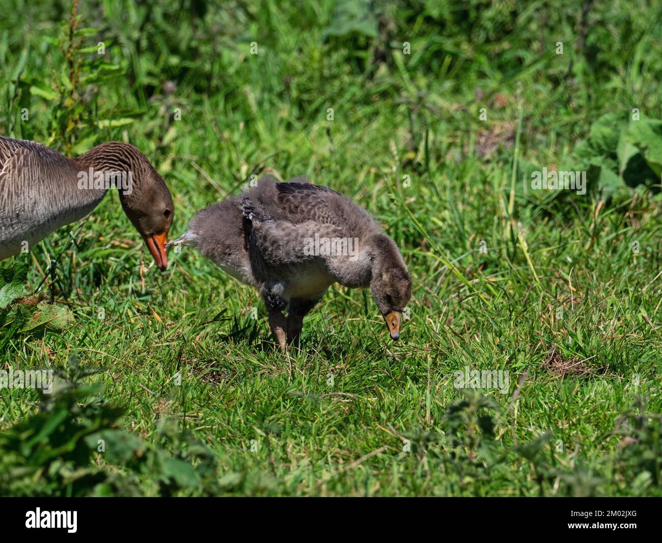 Greylag goose Anser anser adult and gosling feeding on the bank beside ...