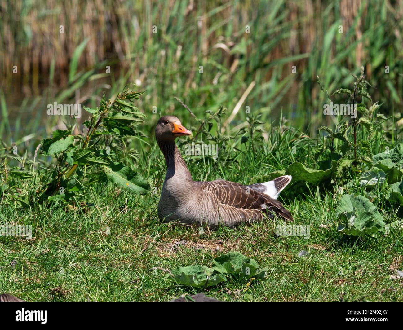 Greylag goose Anser anser adult resting on the bank beside South Drain ...
