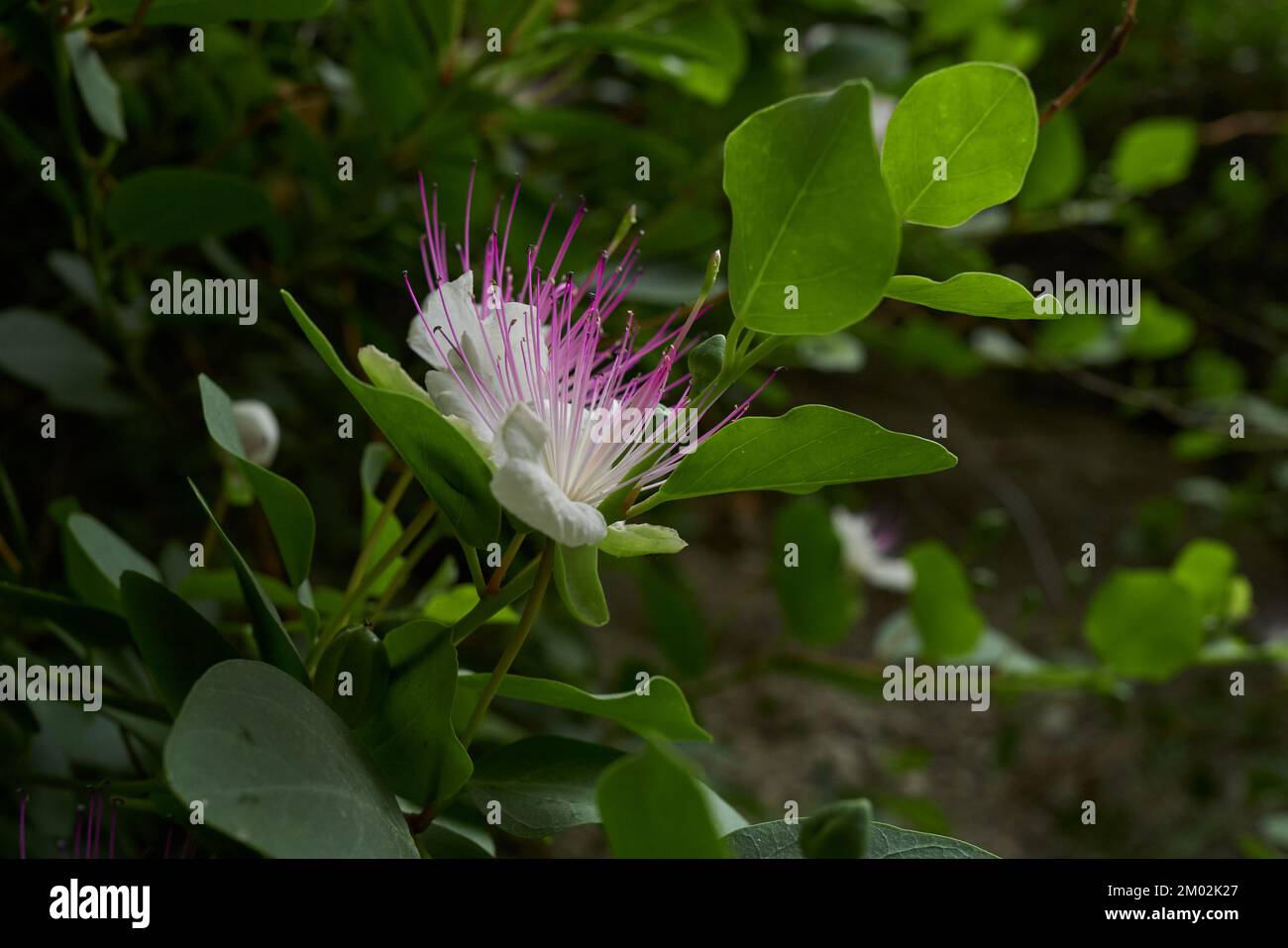 Blossom of a caper bush (Capparis spinosa Stock Photo - Alamy