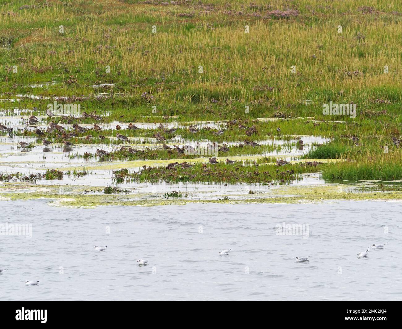 Amongst coastal grasses hi-res stock photography and images - Alamy