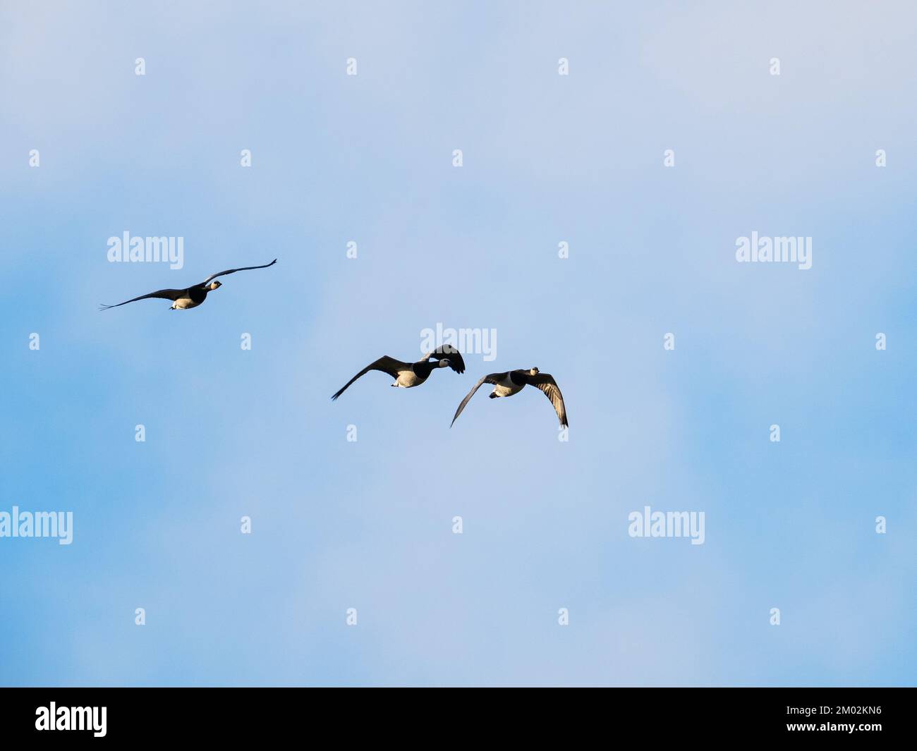 Barnacle goose Branta leucopsis in flight near Ardnave Point, Islay ...