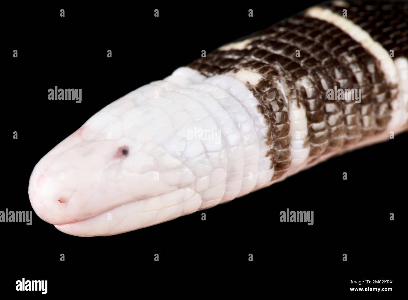 Black-and-white worm lizard (Amphisbaena fuliginosa Stock Photo - Alamy