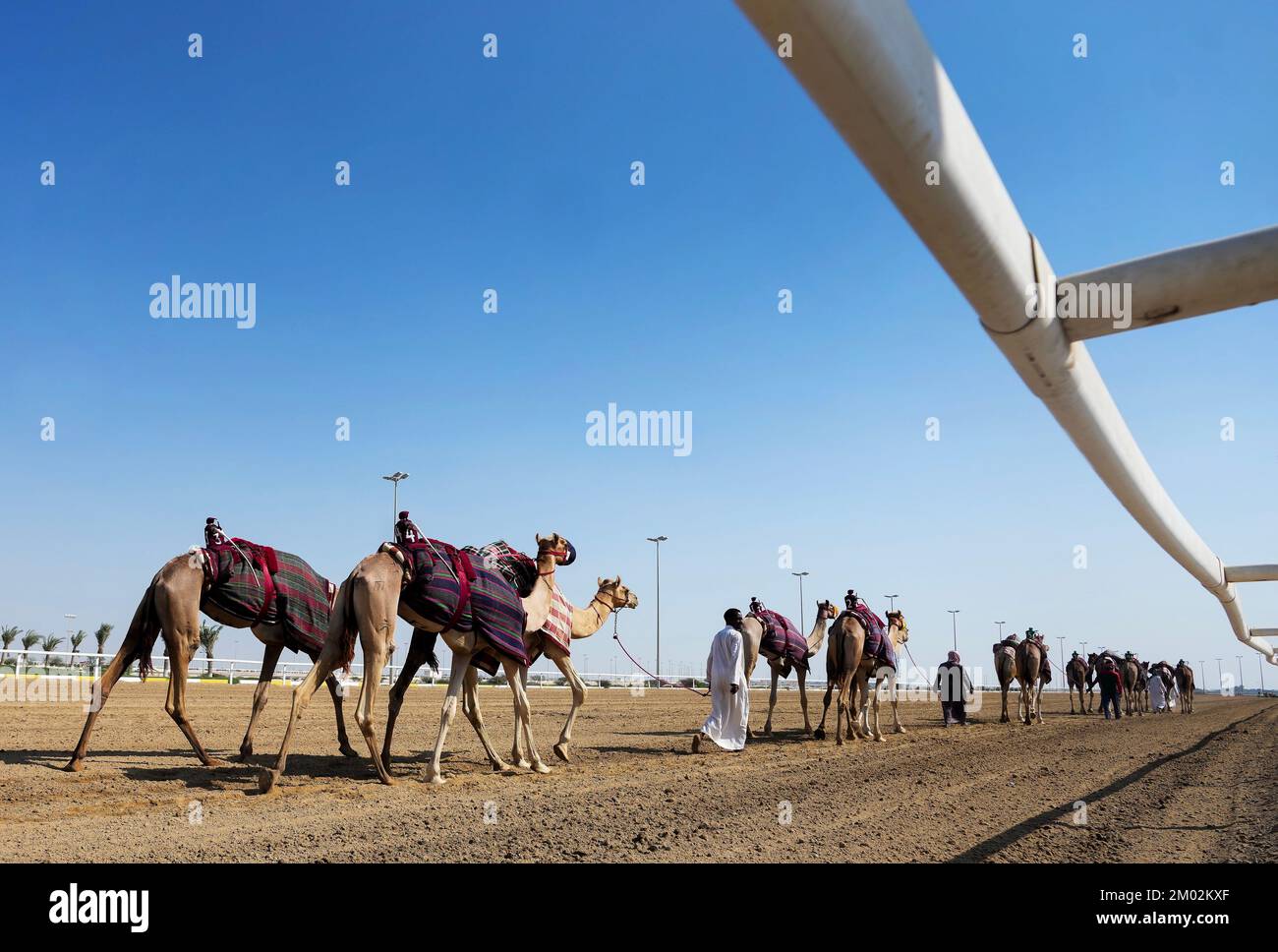 Camel racing handlers train camels on the racetrack in Al Shahaniya ...