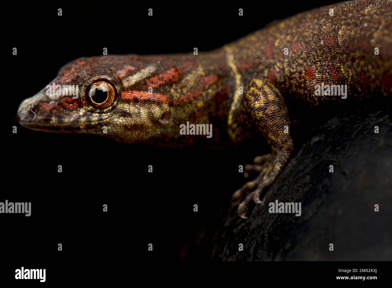 Bridled sun gecko (Gonatodes humeralis Stock Photo - Alamy