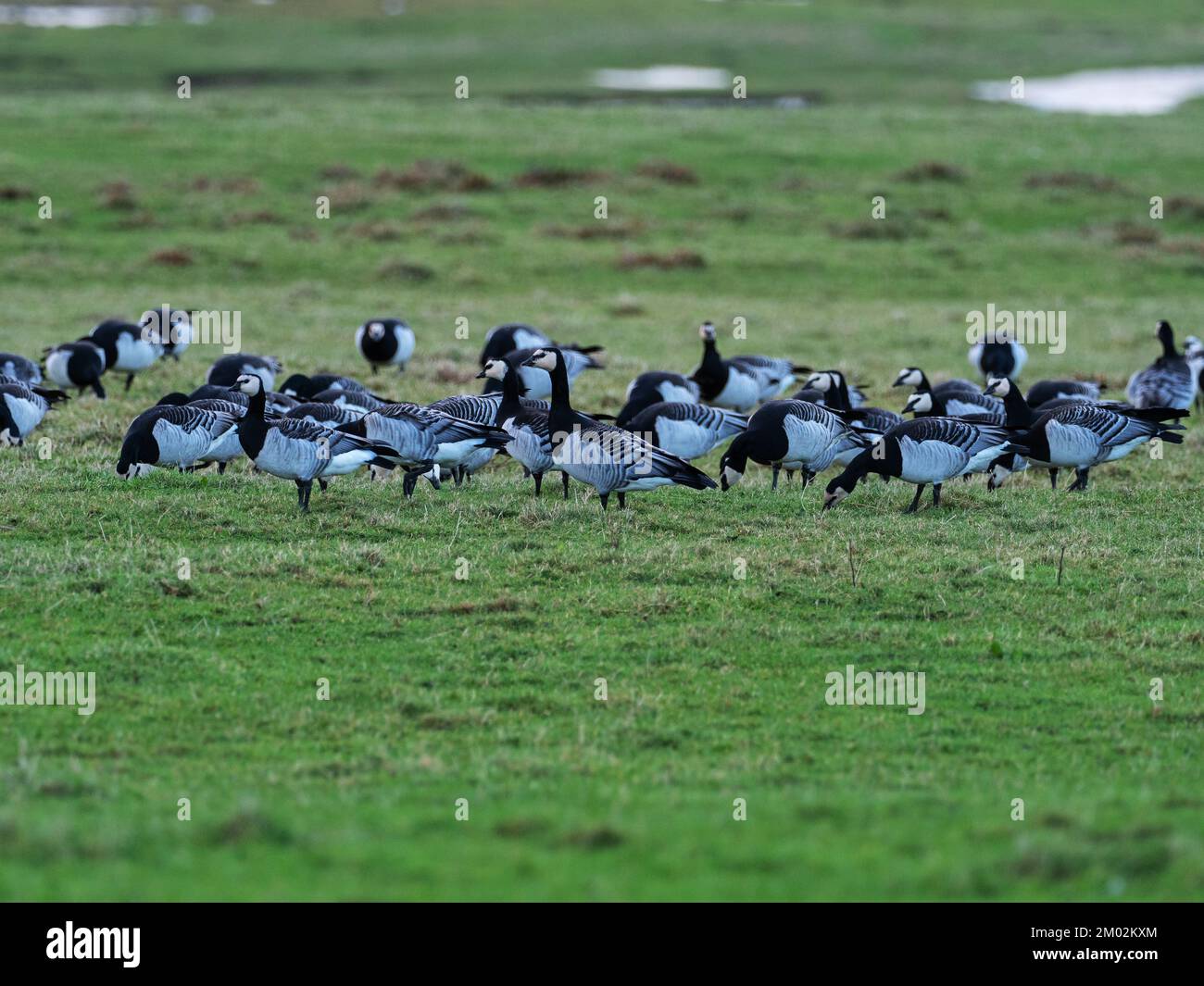 Rspb loch gruinart reserve hi-res stock photography and images - Alamy