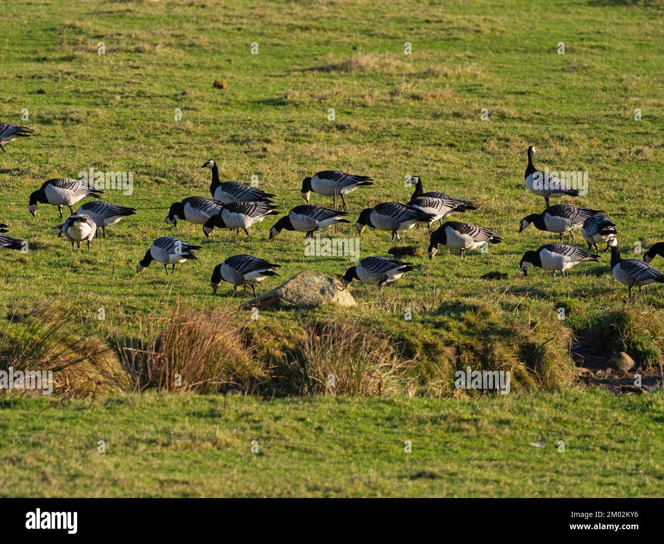 Barnacle goose Branta leucopsis flock feeding on a grassy hillside ...