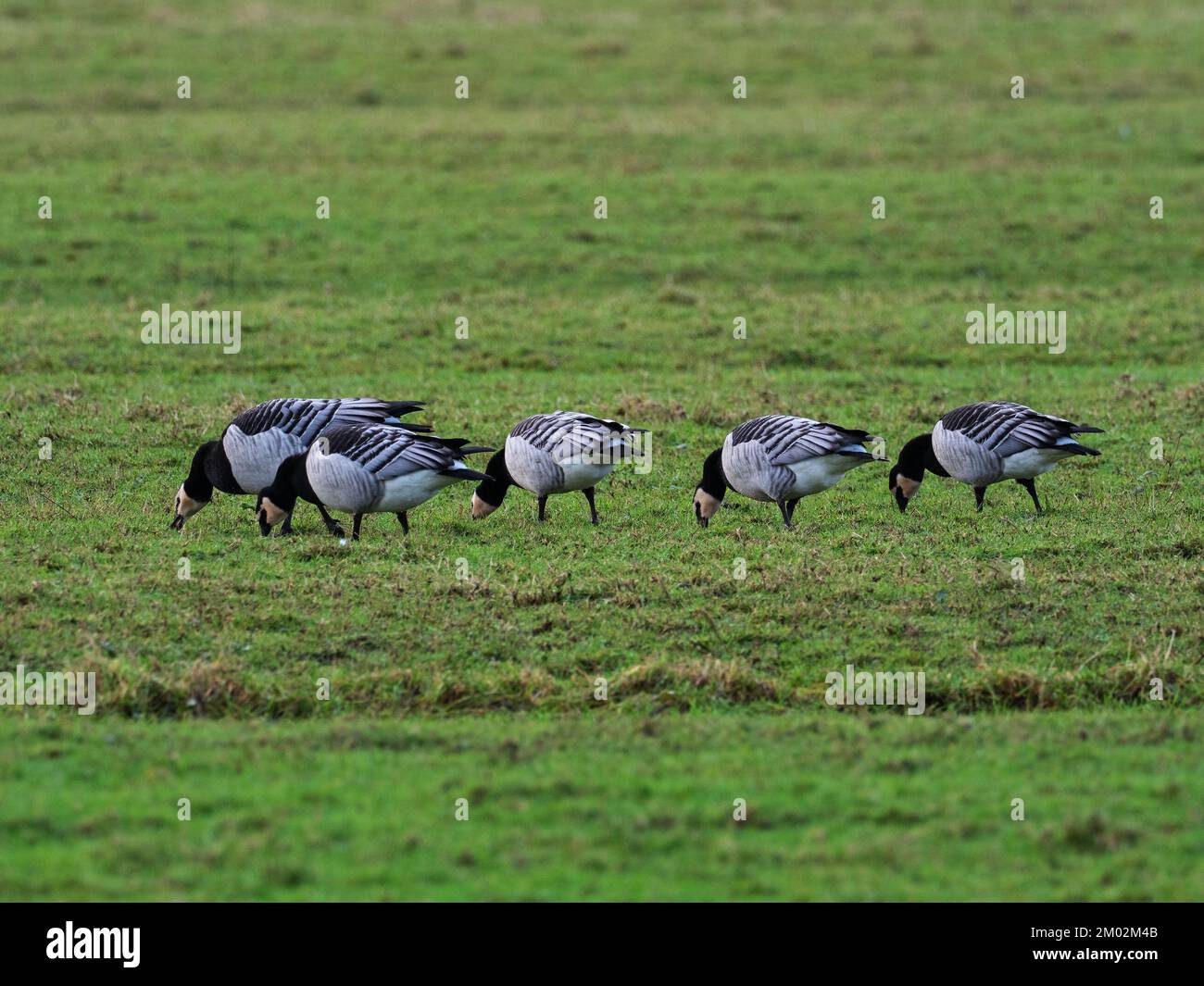 Barnacle goose Branta leucopsis group feeding in a field RSPB Loch ...