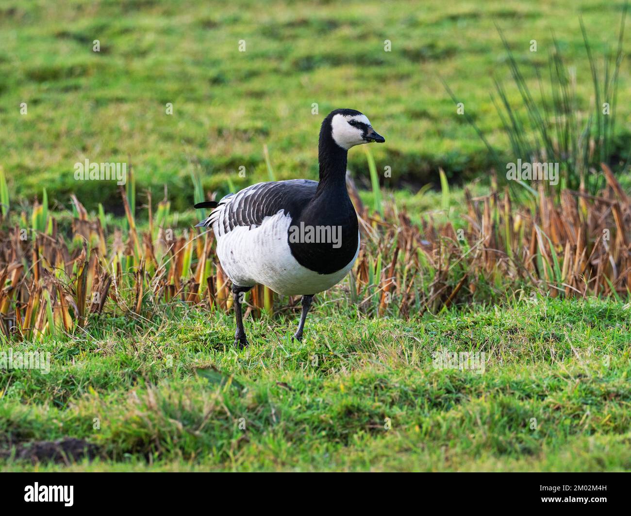 Barnacle goose Branta leucopsis feeding in a field RSPB Loch Gruinart ...