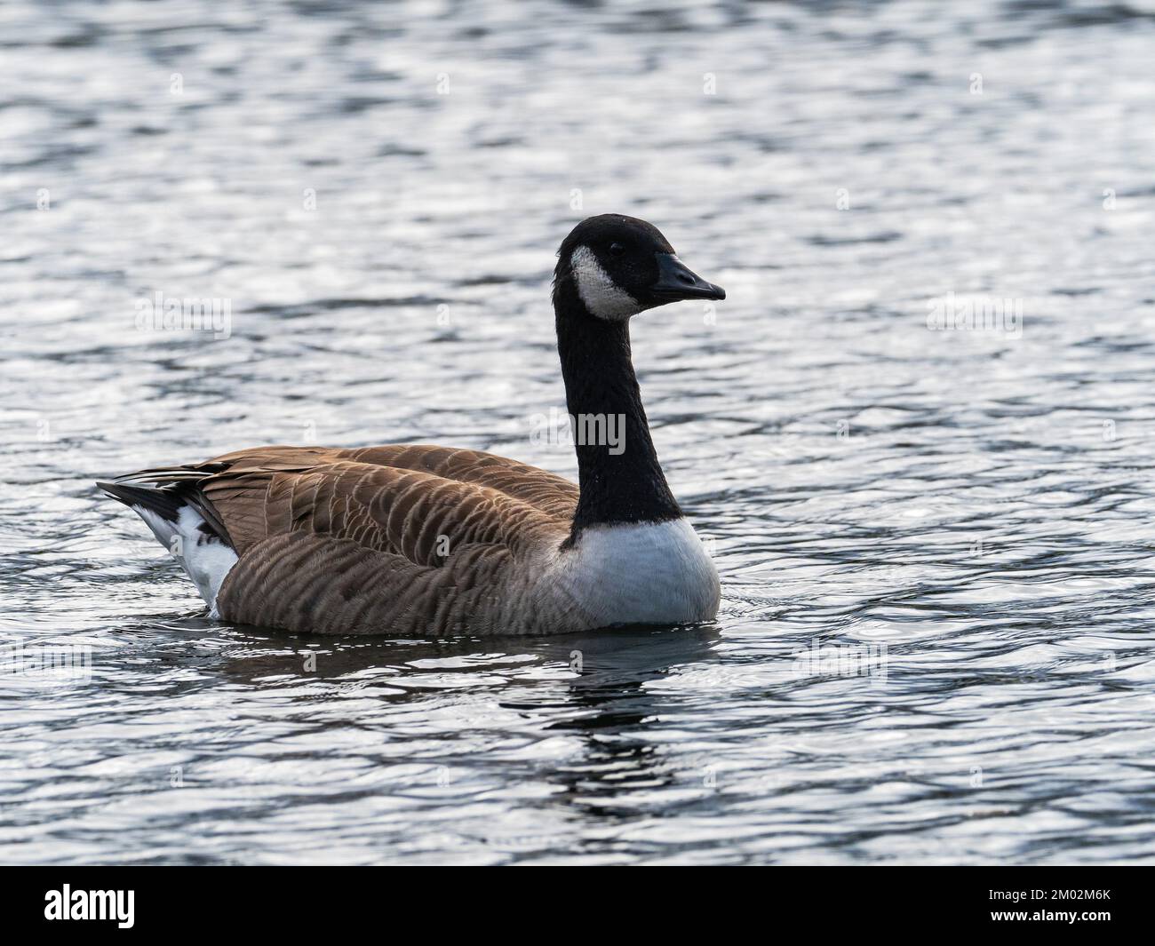 Canada goose Branta canadensis swimming in a lake, Langford Lakes ...